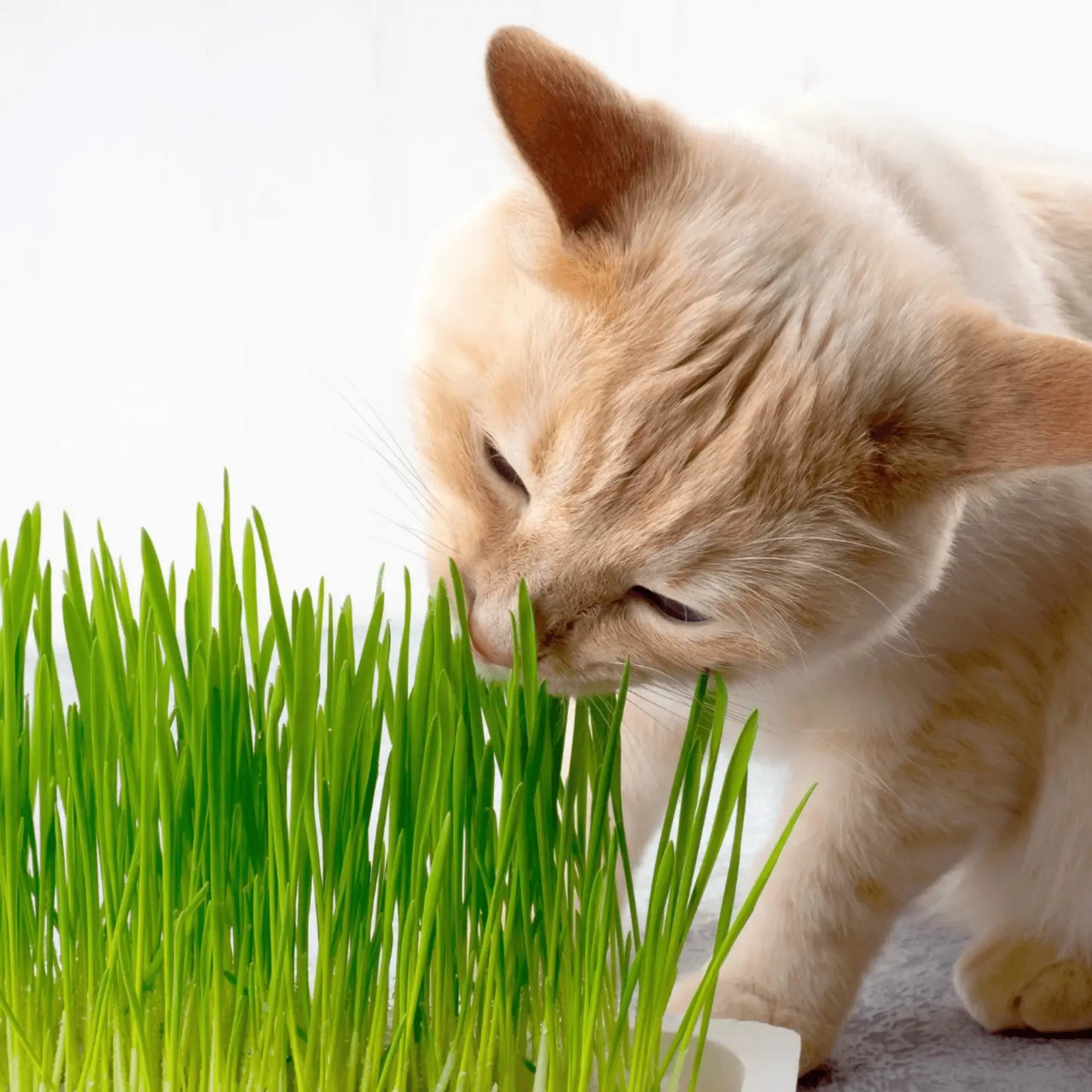 Grama Graminha para Gatos | Graminha para gato | Grama Félix